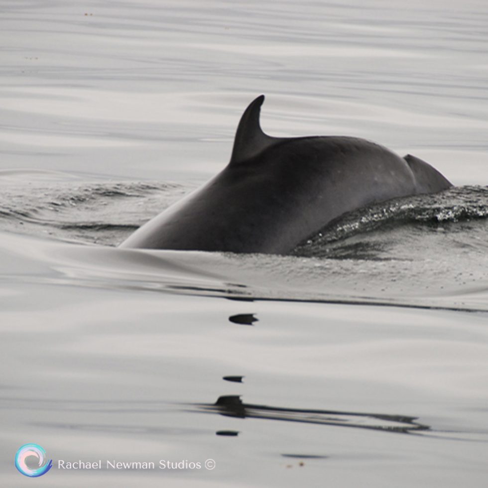 "Whale Shadow ll" by Rachael Newman - Photography - Rachael Newman ...